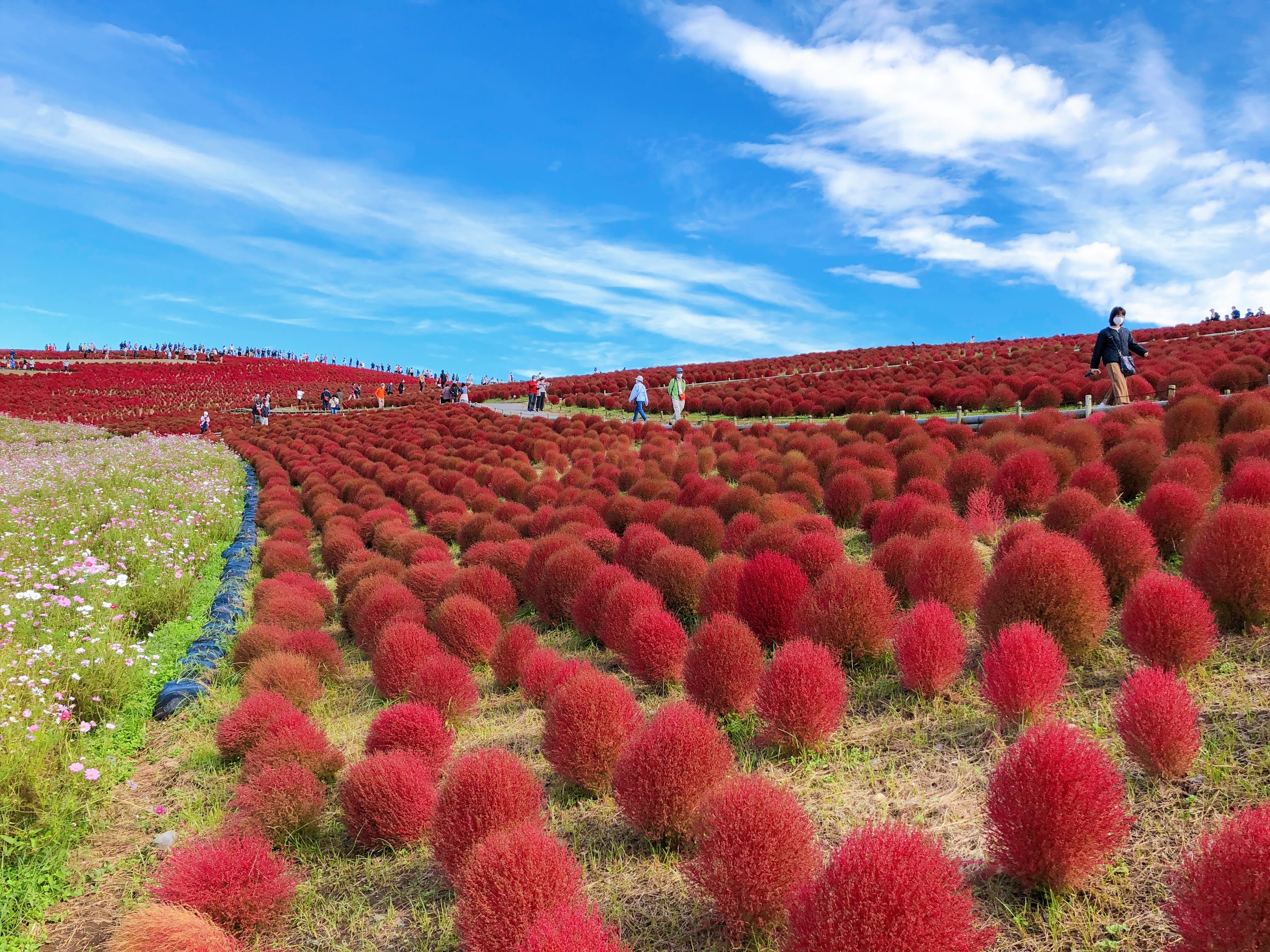 Kochia -summer cypress – Memorable Trip Japan